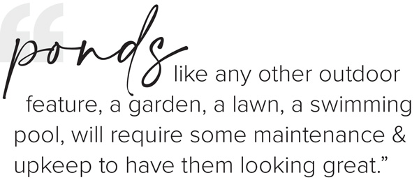 The Complex Ecosystem of Ponds | LivingSpaces & Lifestyles Magazine